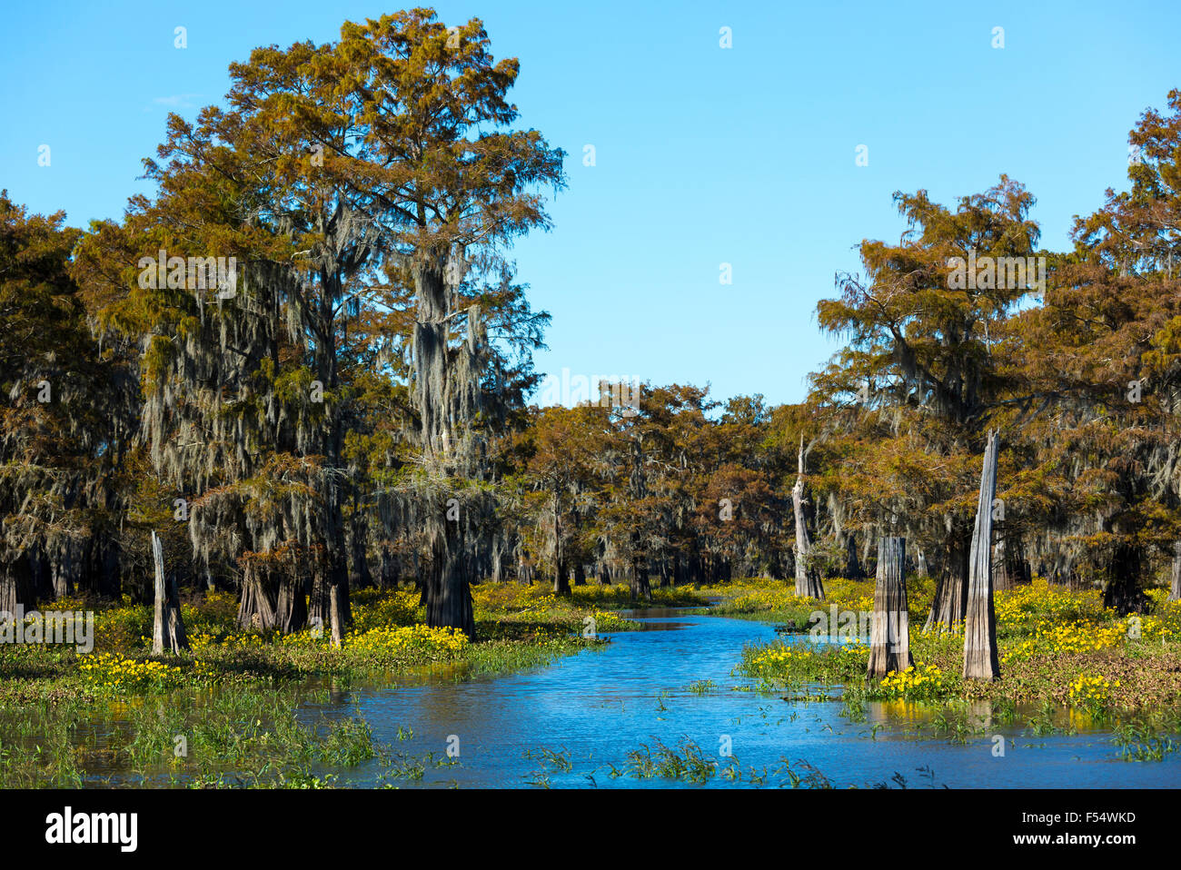 Bald cypress trees deciduous conifer, Taxodium distichum, covered with ...