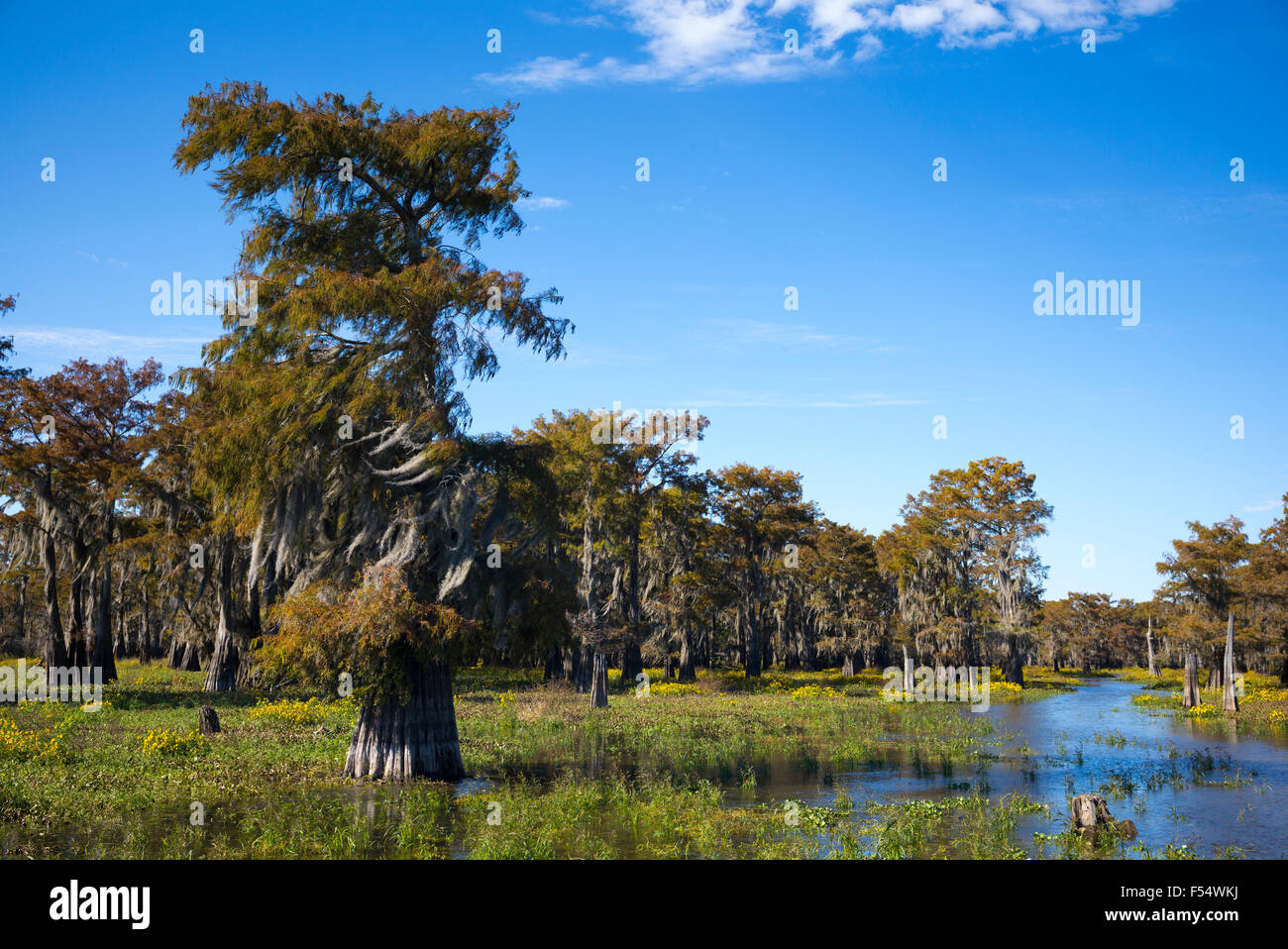Bald cypress trees deciduous conifer, Taxodium distichum, covered with ...