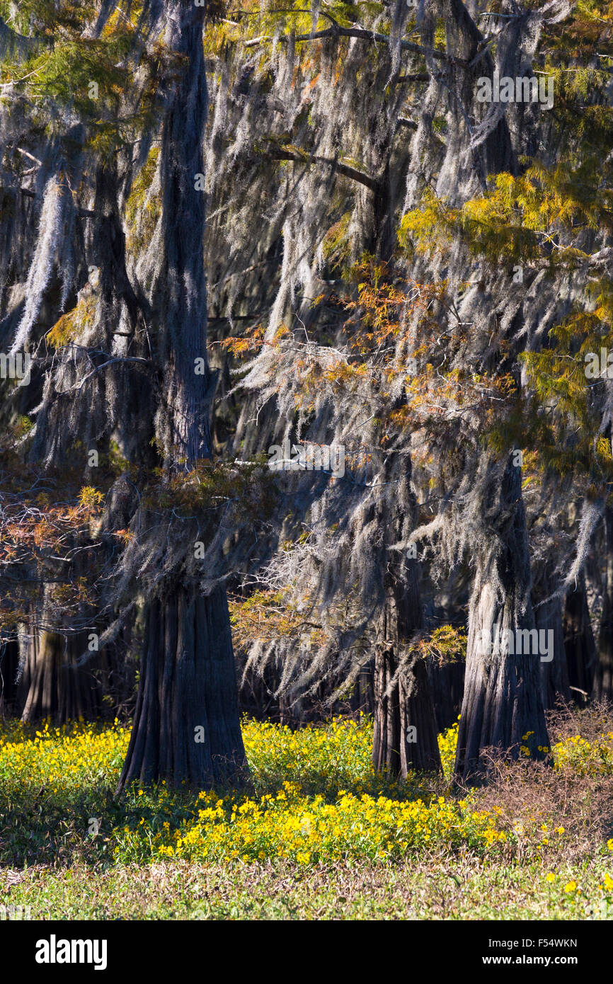 Bald cypress trees deciduous conifer, Taxodium distichum, covered with ...