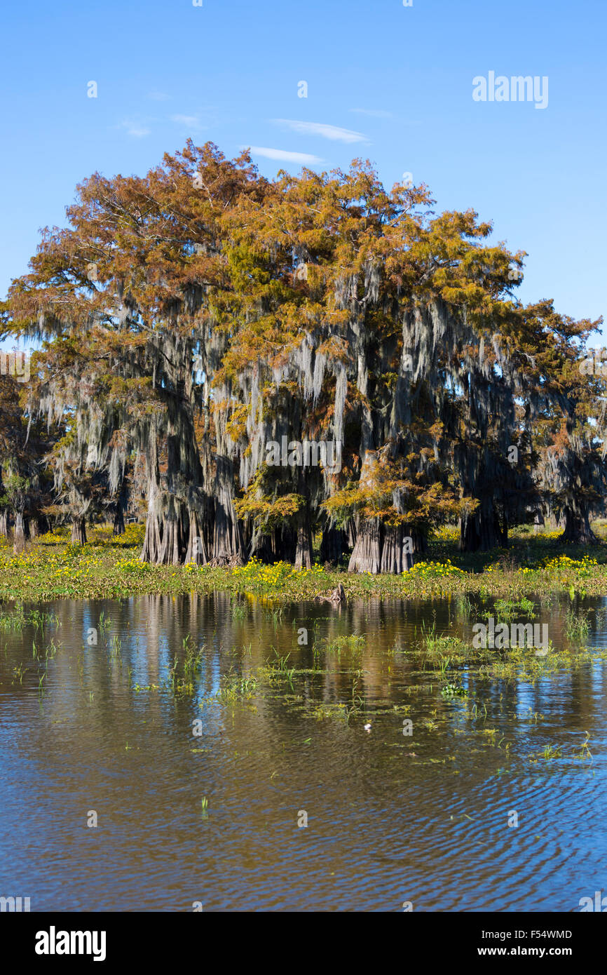 Bald cypress trees deciduous conifer, Taxodium distichum, covered with ...