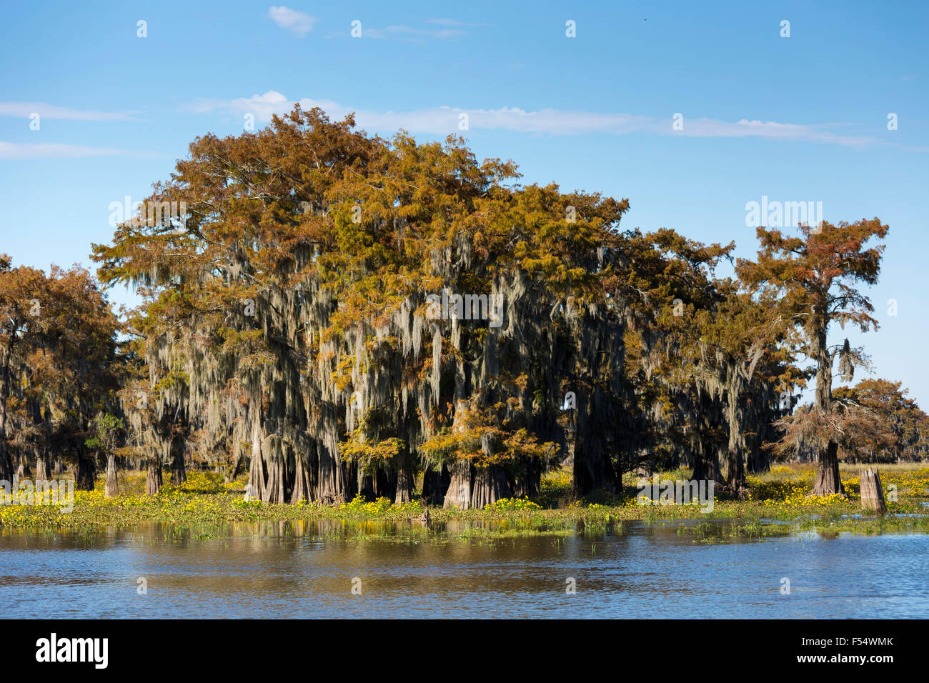 Bald cypress trees deciduous conifer, Taxodium distichum, covered with ...