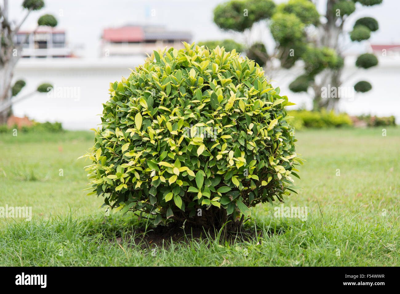 Ficus altissima tree with grass Stock Photo - Alamy