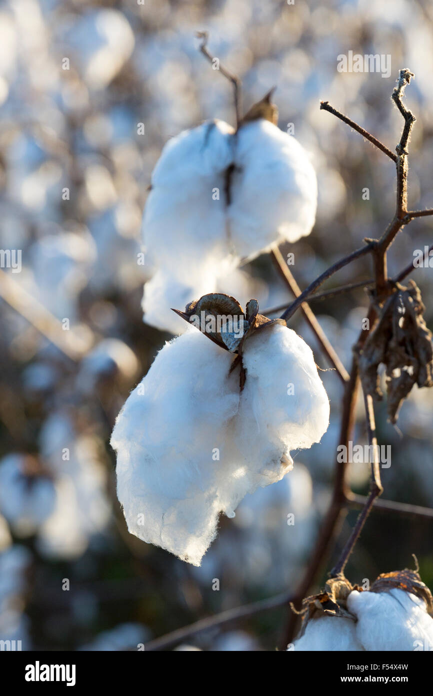 Cotton crop hi-res stock photography and images - Alamy
