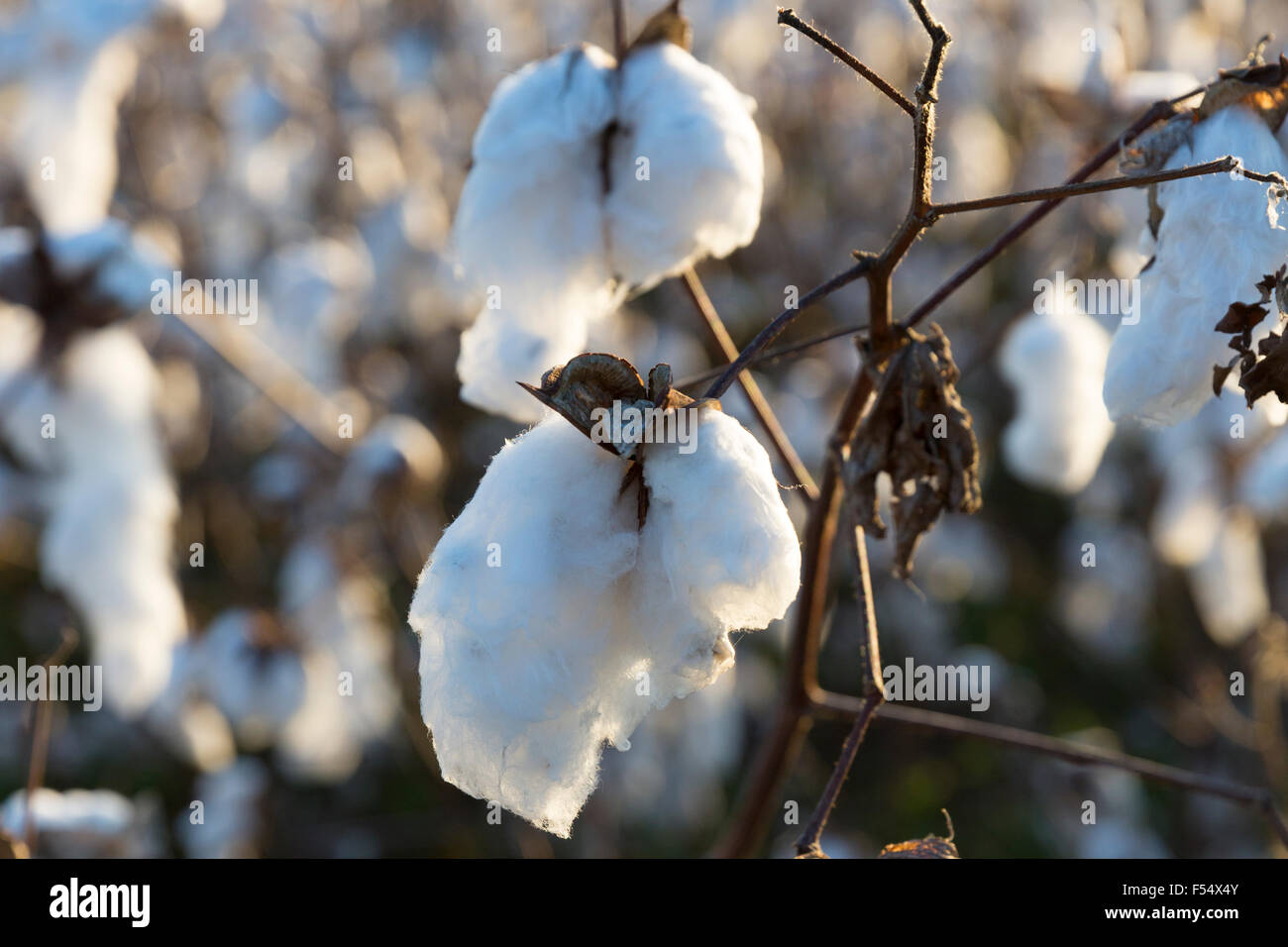Cotton crop, Gossypium hirsutum, growing in plantation in the Deep ...