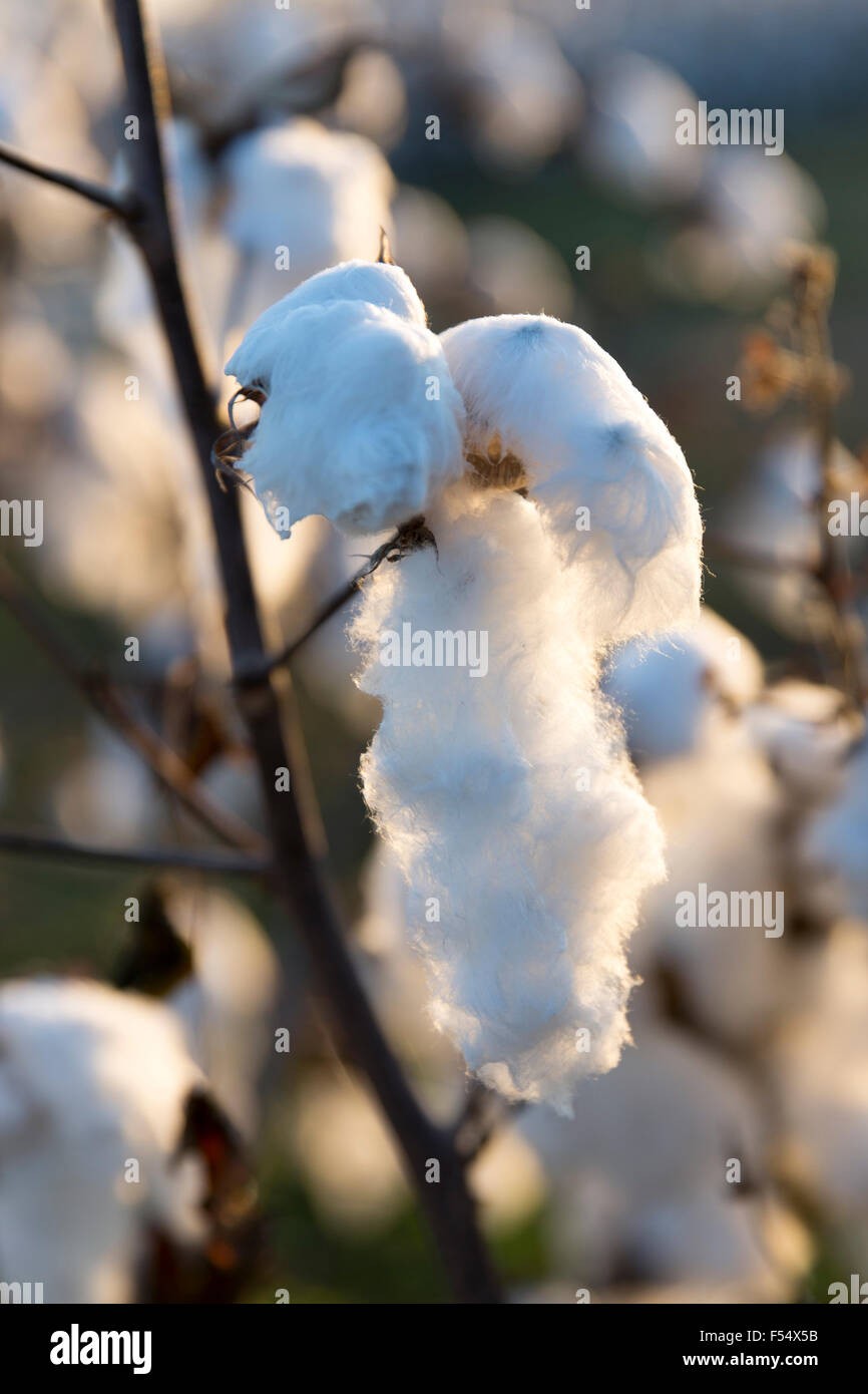 Cotton crop, Gossypium hirsutum, growing in plantation in the Deep ...