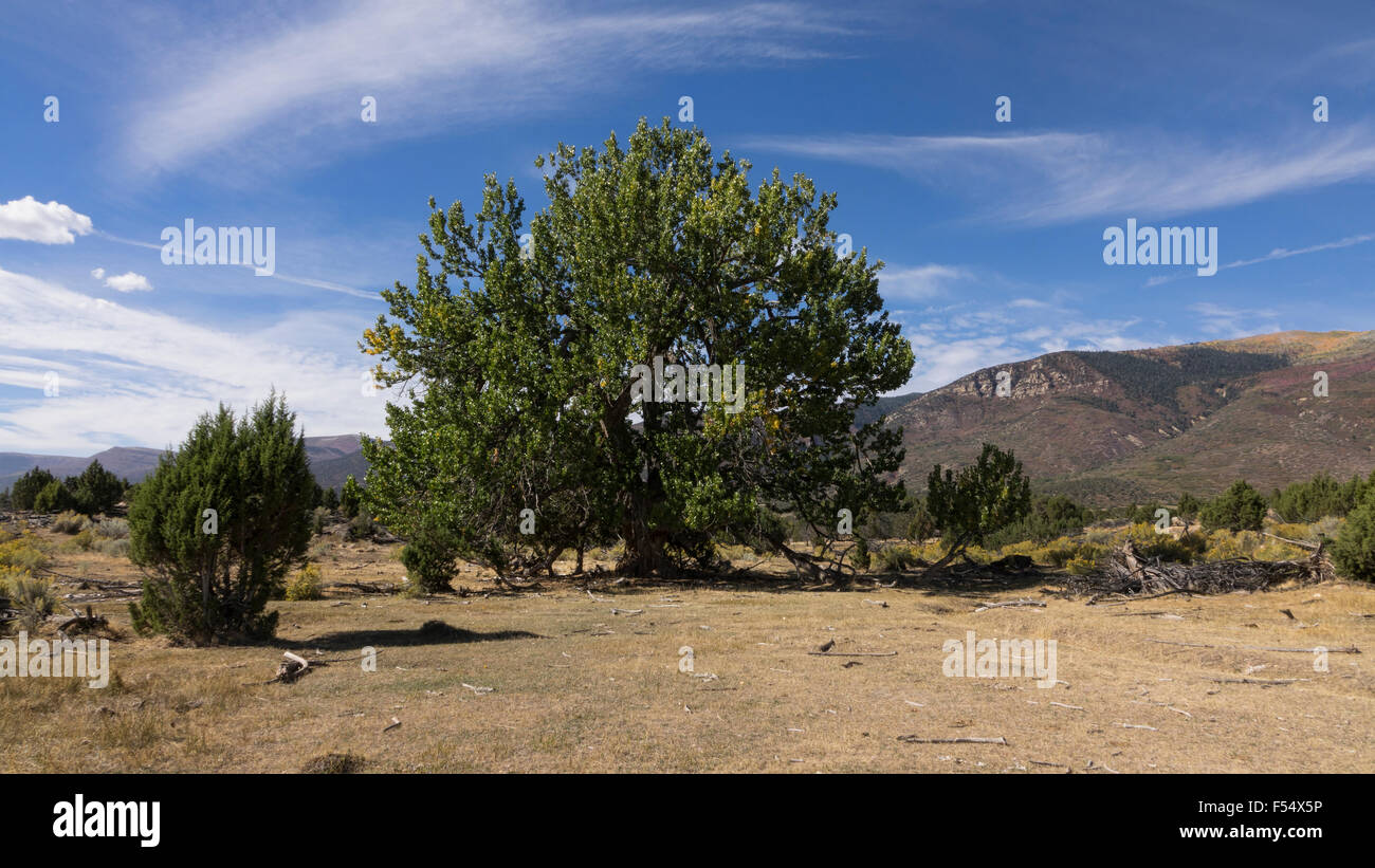 Cottowood tree desert landscape mountains Utah Stock Photo - Alamy