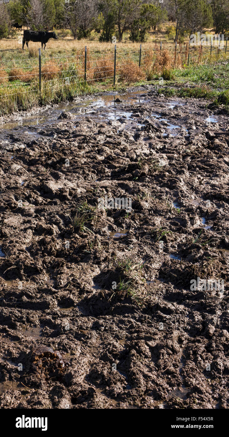 Drought livestock water mud Utah Stock Photo - Alamy