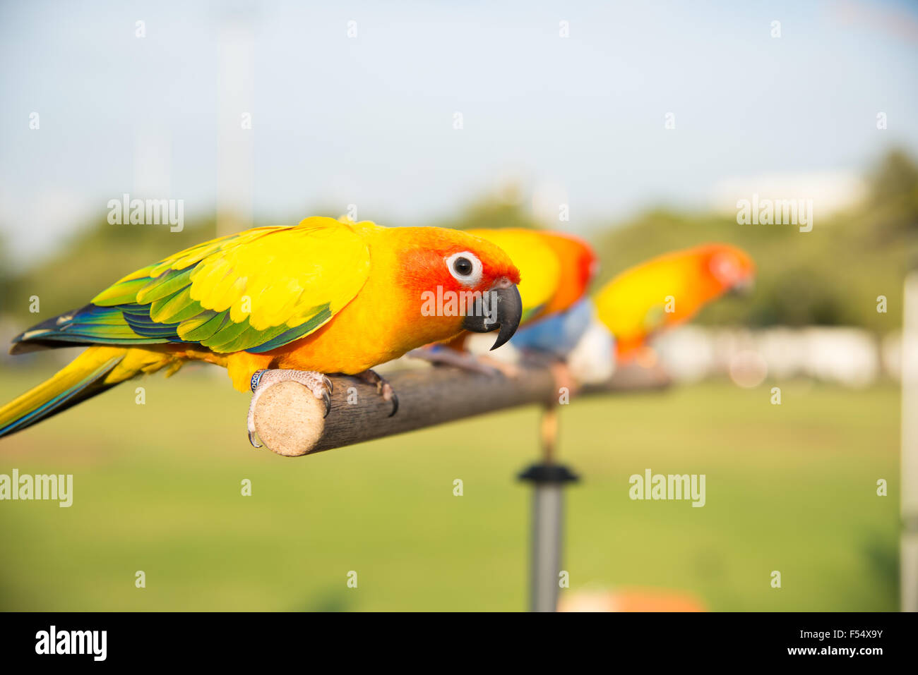 parrot standing on a branch Stock Photo - Alamy
