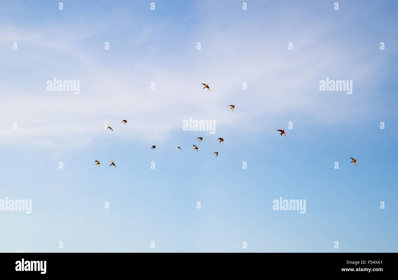 A flock of parrots fly on sky Stock Photo - Alamy