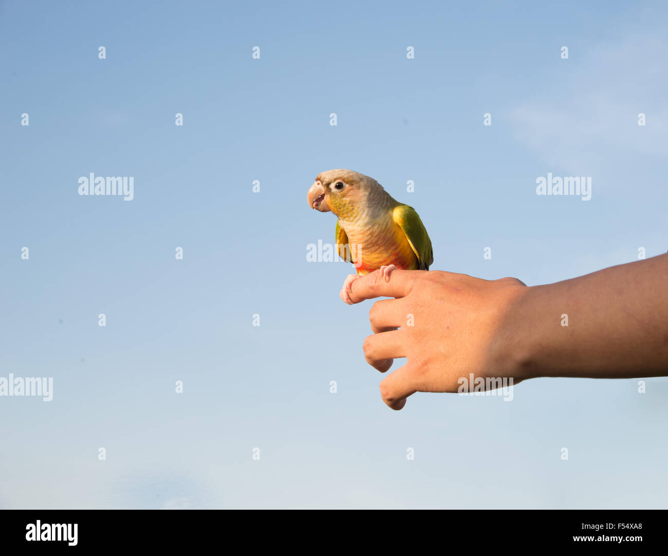 Beautiful parrot on a human hand Stock Photo - Alamy