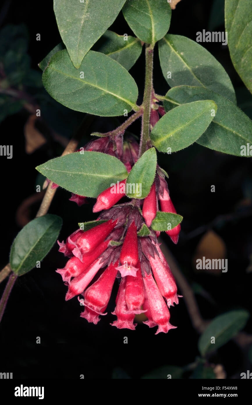 Cestrum elegans hi-res stock photography and images - Alamy