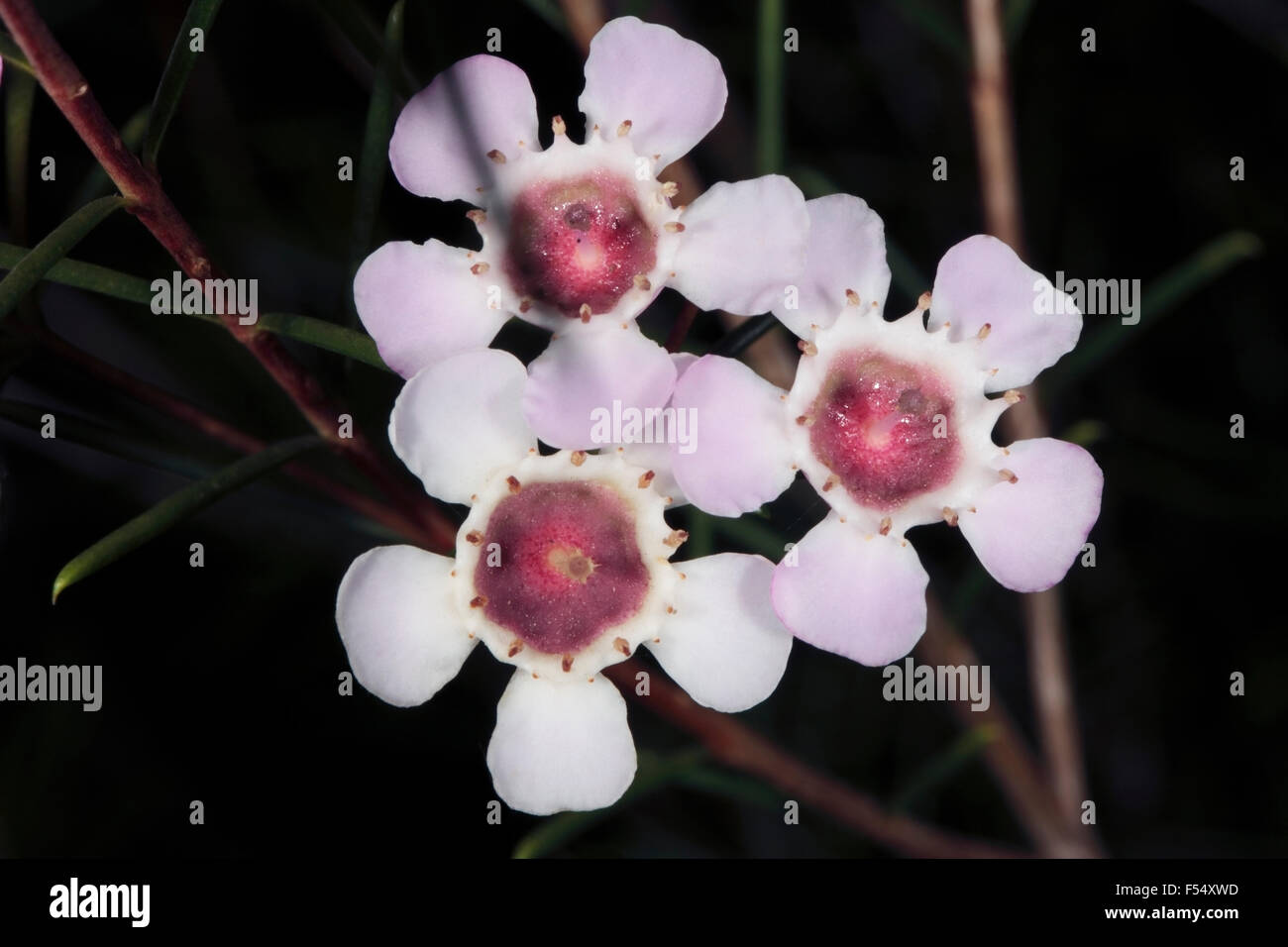 Close-up of Geraldton Wax flowers - Chamelaucium uncinata- Family ...