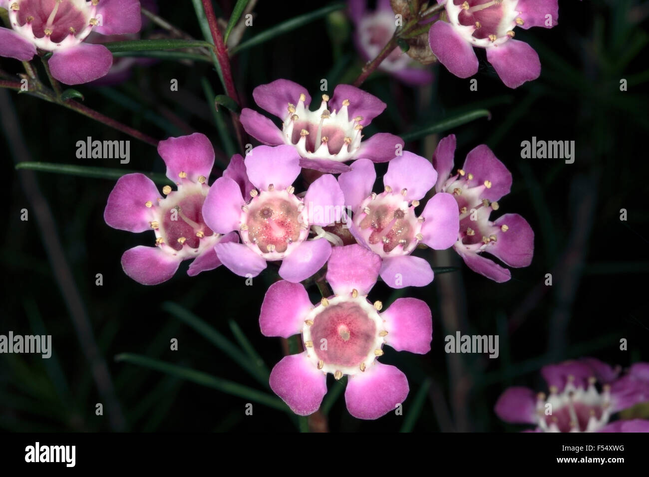Close-up of Geraldton Wax flowers - Chamelaucium uncinata- Family ...