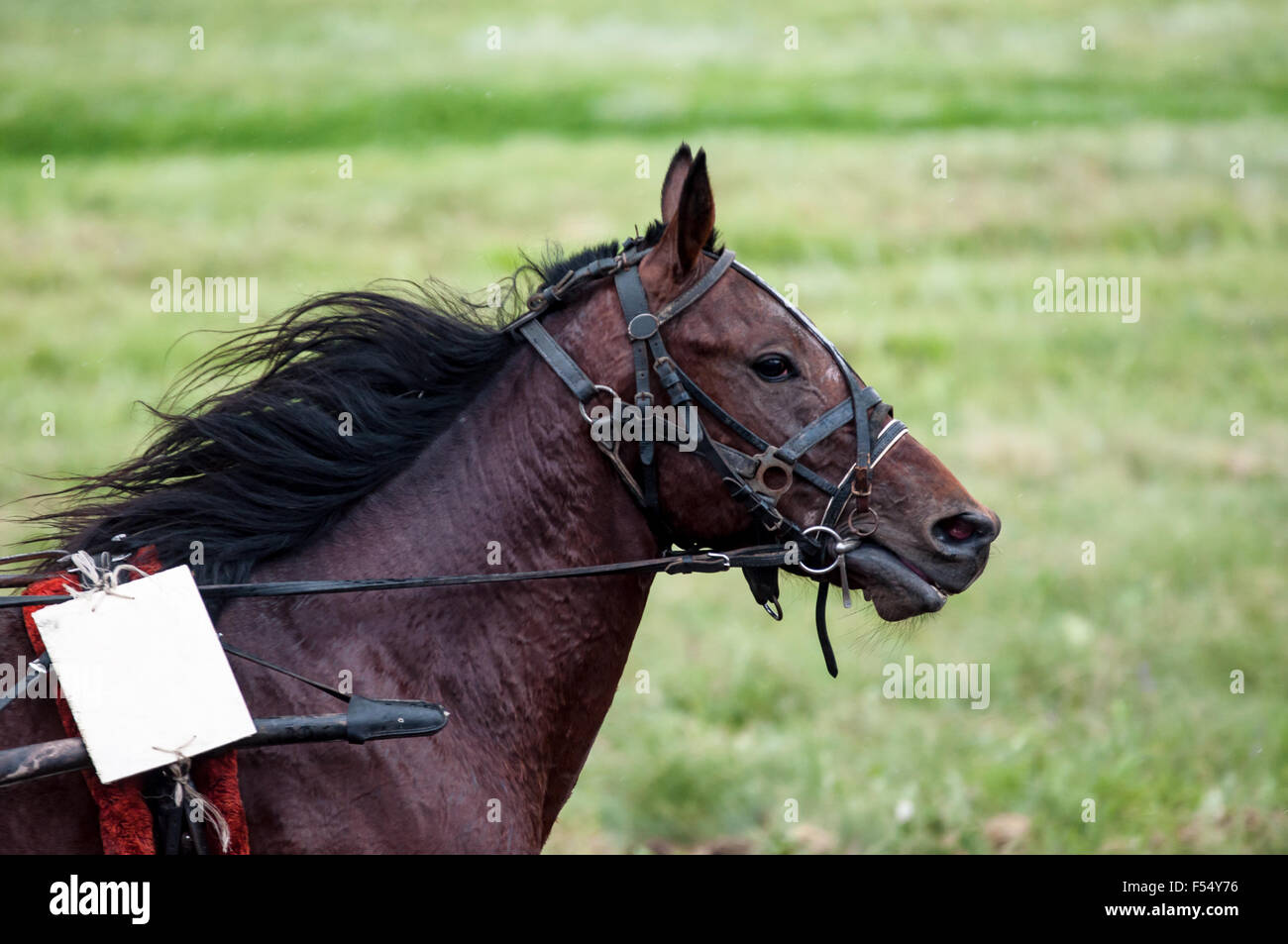 Horse racing is a type of testing horses on playfulness (speed), which ...