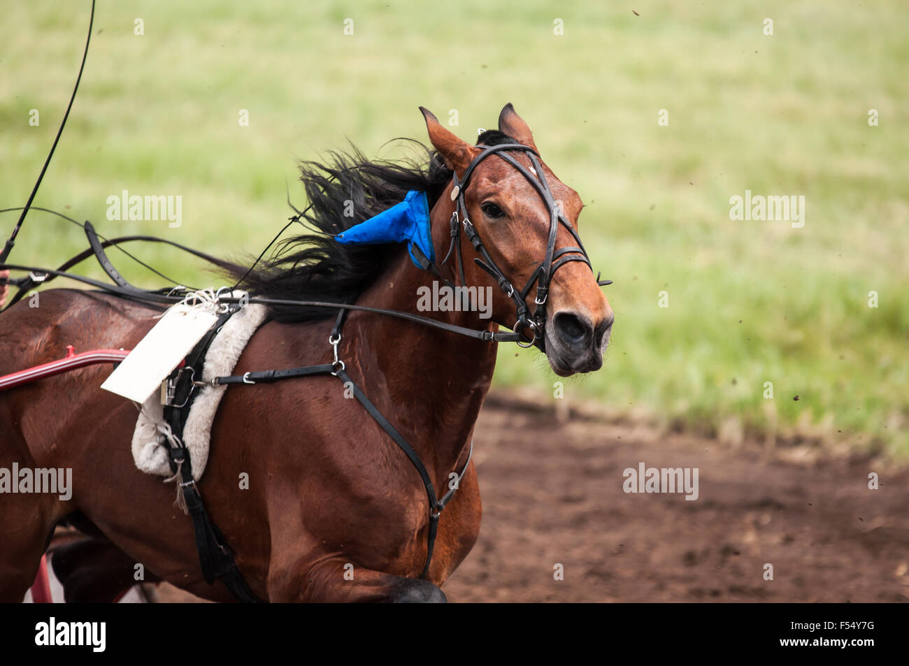 Horse power testing hi-res stock photography and images - Alamy