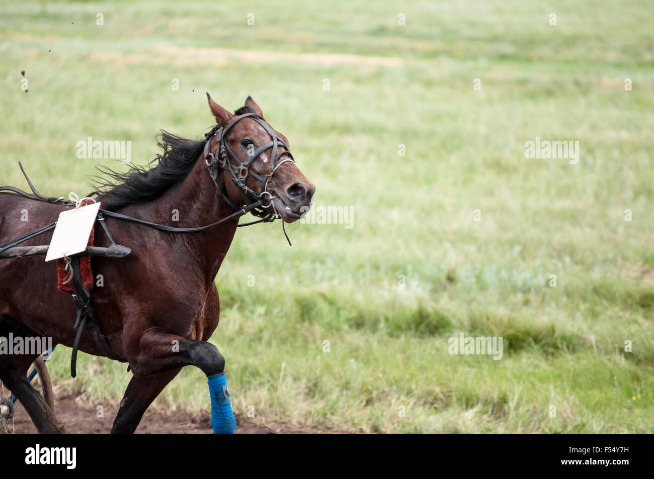 Horse power testing hi-res stock photography and images - Alamy