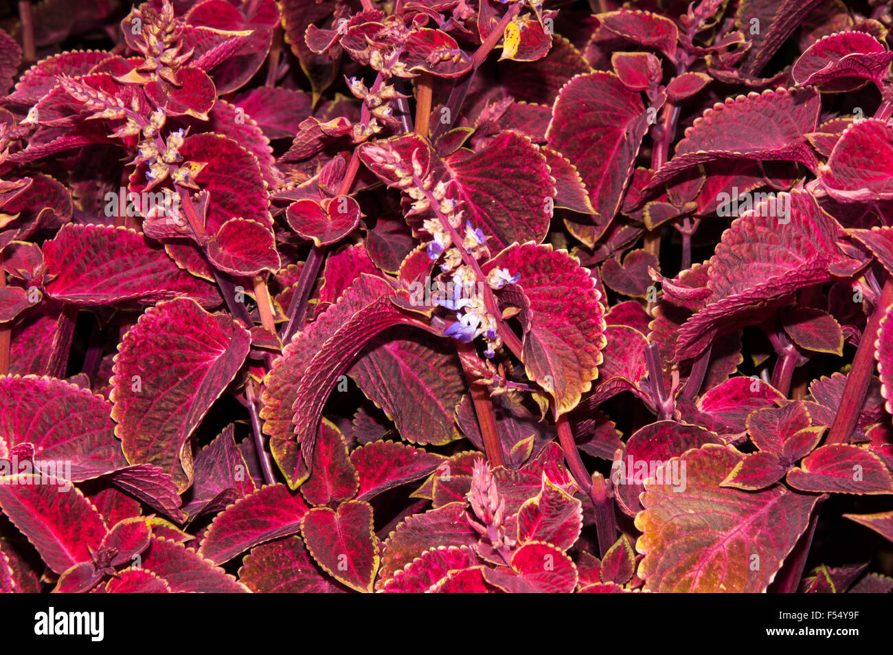 Coleus genus of perennial Evergreen plants in the family Lamiaceae ...