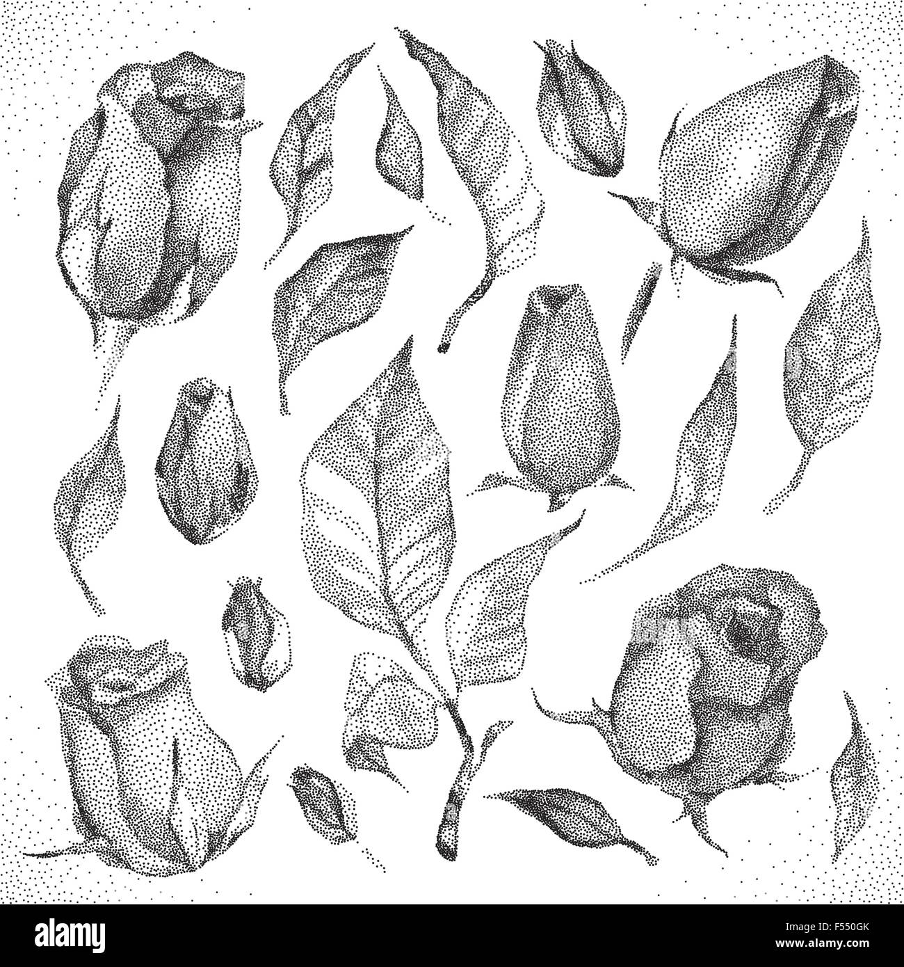 Roses Botanical set Stock Vector Image & Art - Alamy