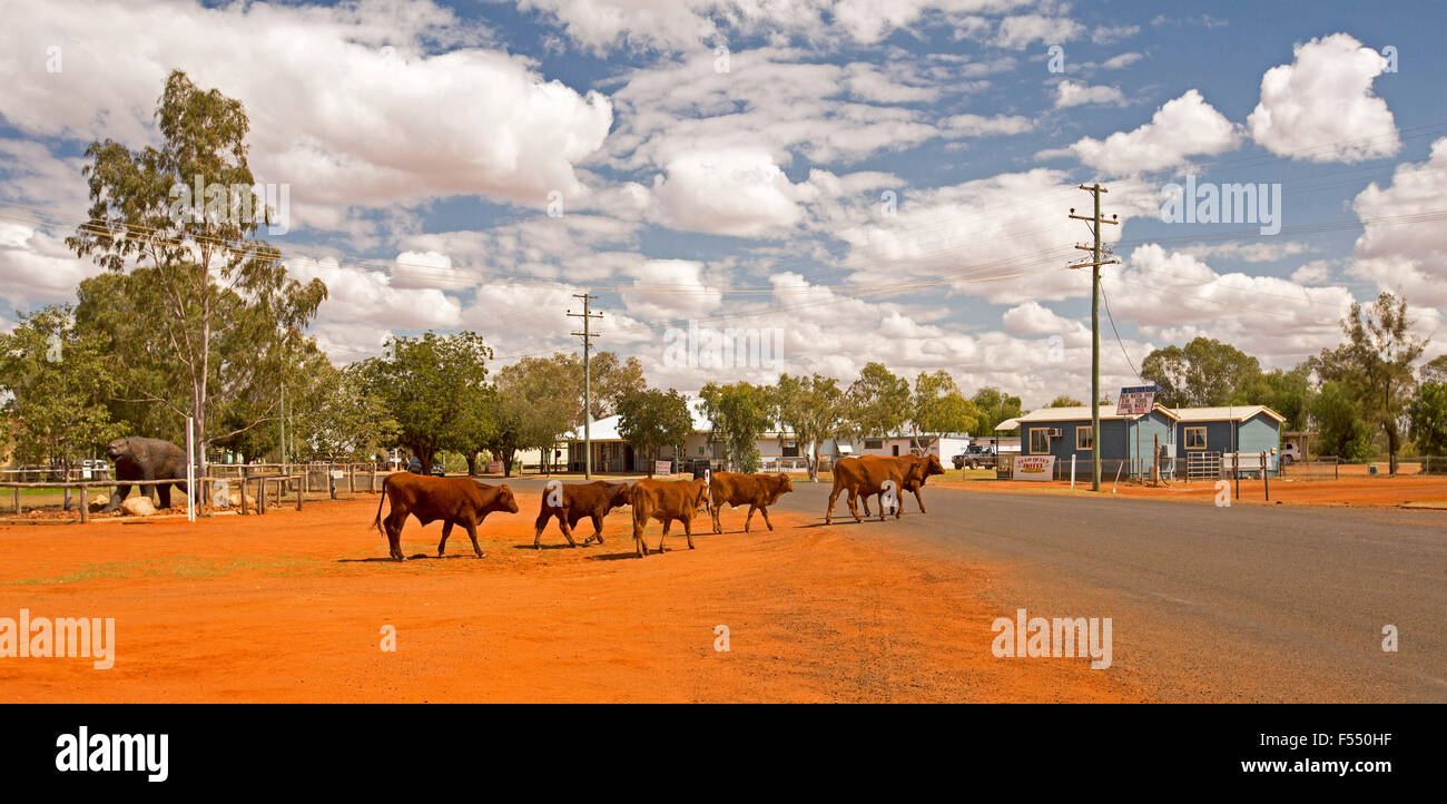 Panoramic view of herd of cattle crossing barren red soil & main street ...