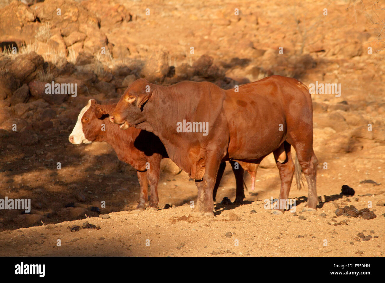 Australia outback cows hi-res stock photography and images - Alamy