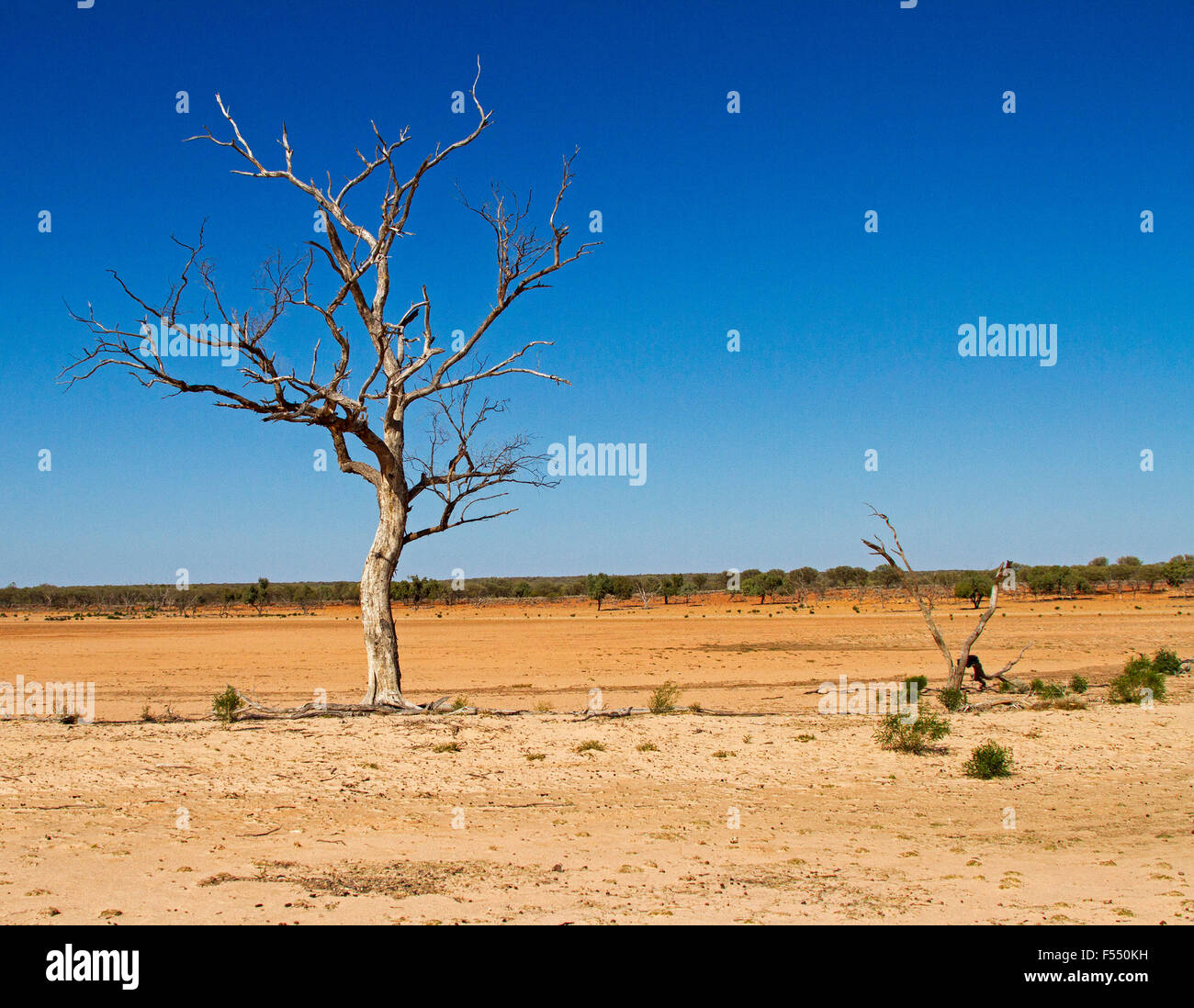 Solitary dead tree spearing into blue sky from arid Australian outback ...