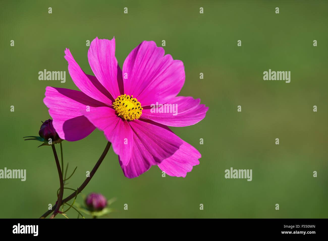 Bright pink Cosmos flower against green background Stock Photo - Alamy