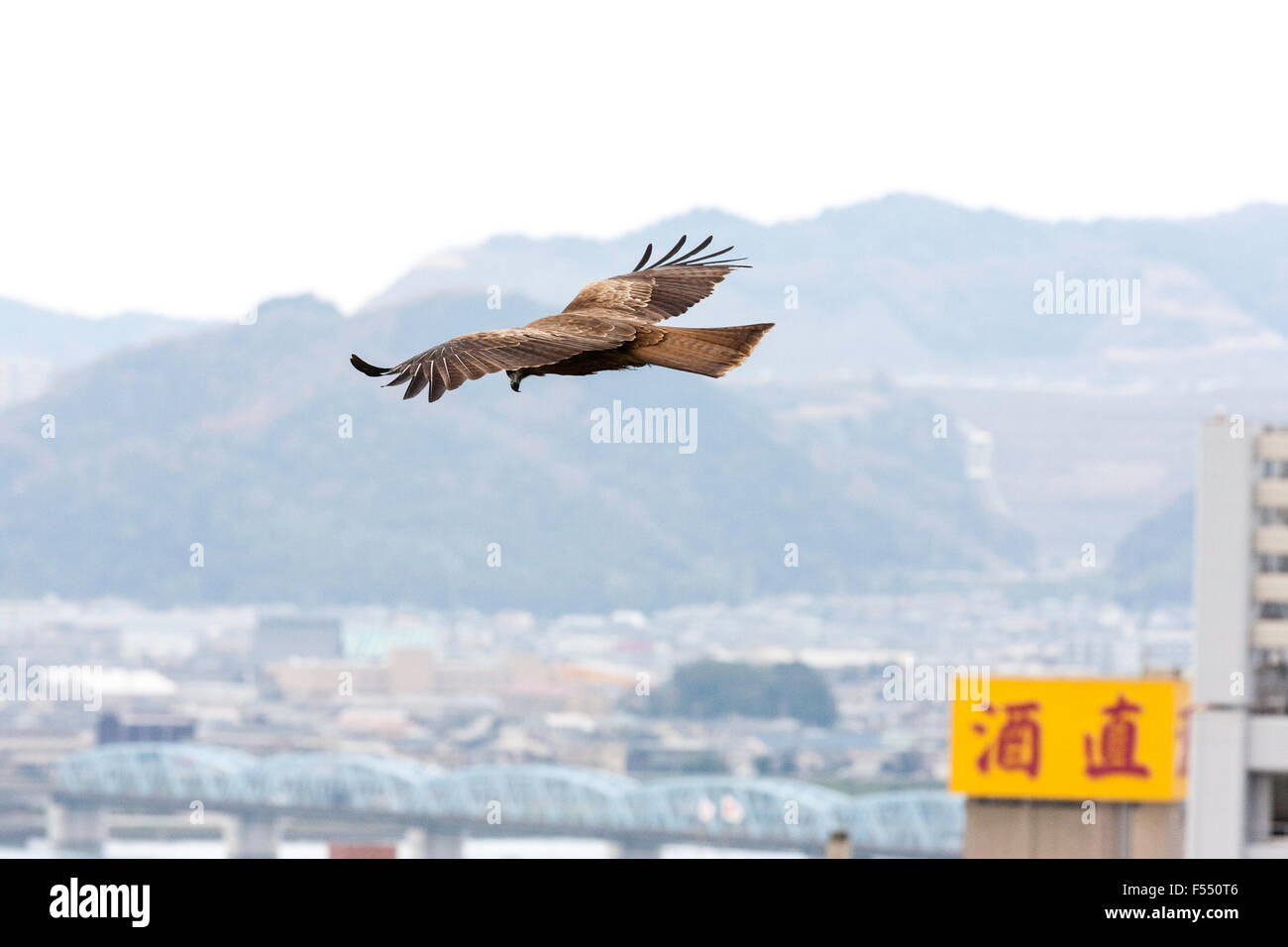 Japanese kite hi-res stock photography and images - Alamy