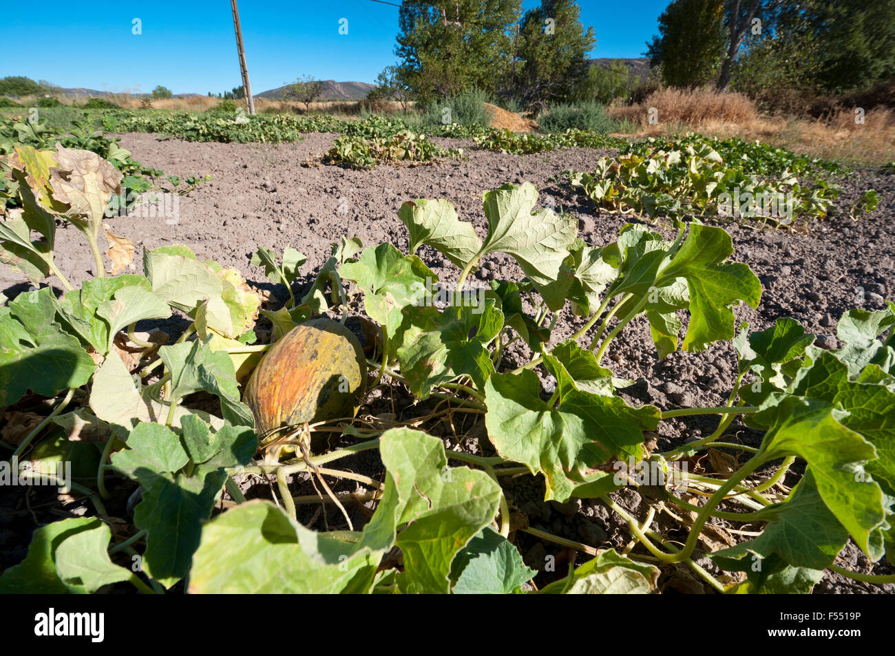 Bed of melons in a vegetable garden in Ciudad Real Province, Spain ...