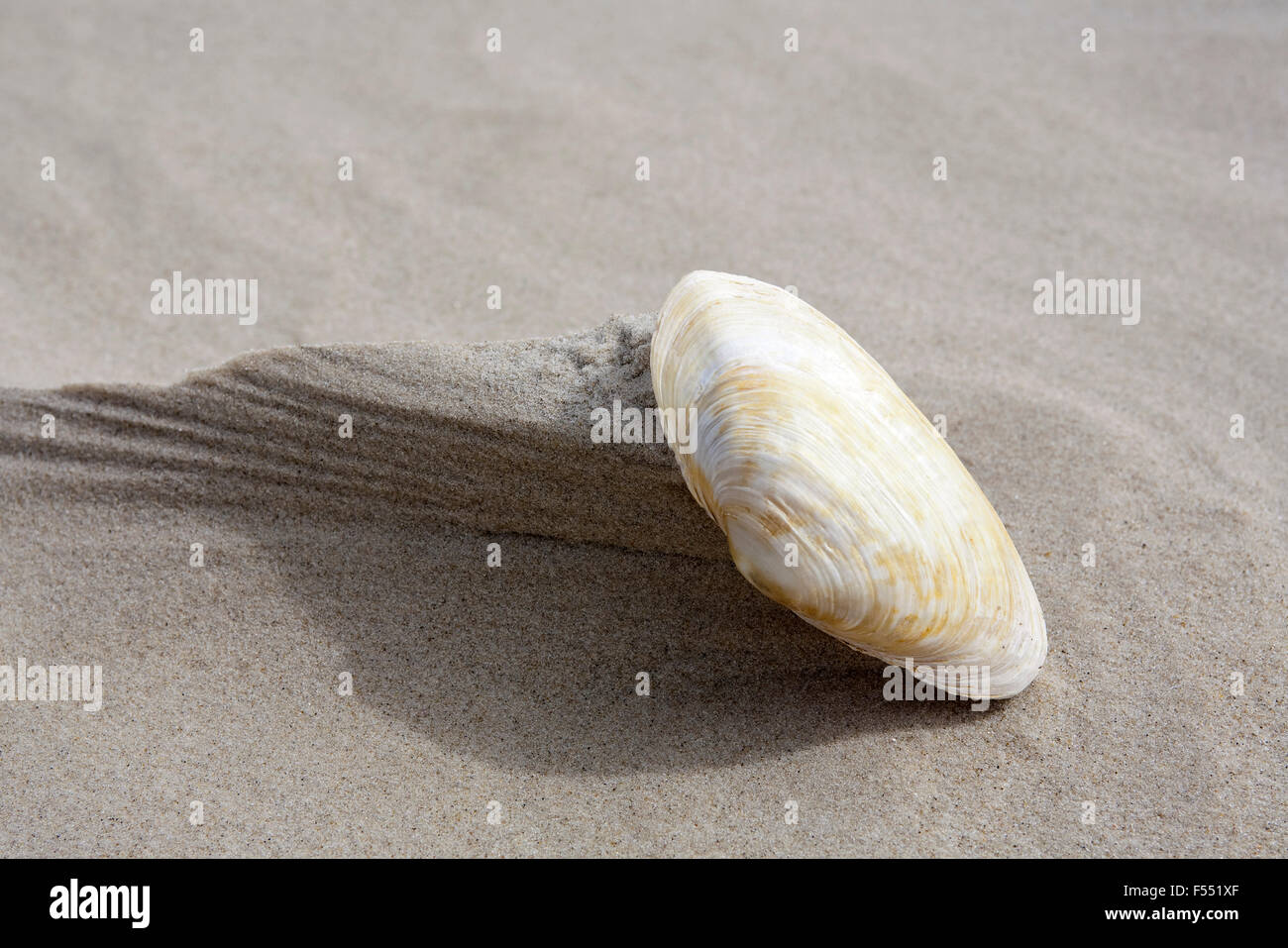 DEU, Germany, Schleswig-Holstein, North Sea, Amrum island, shell at the ...