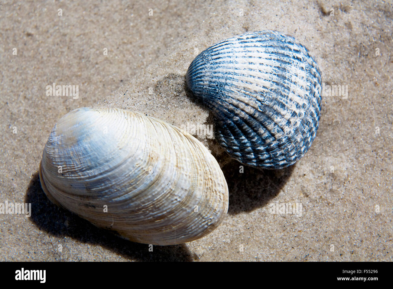 Muschel sand hi-res stock photography and images - Alamy