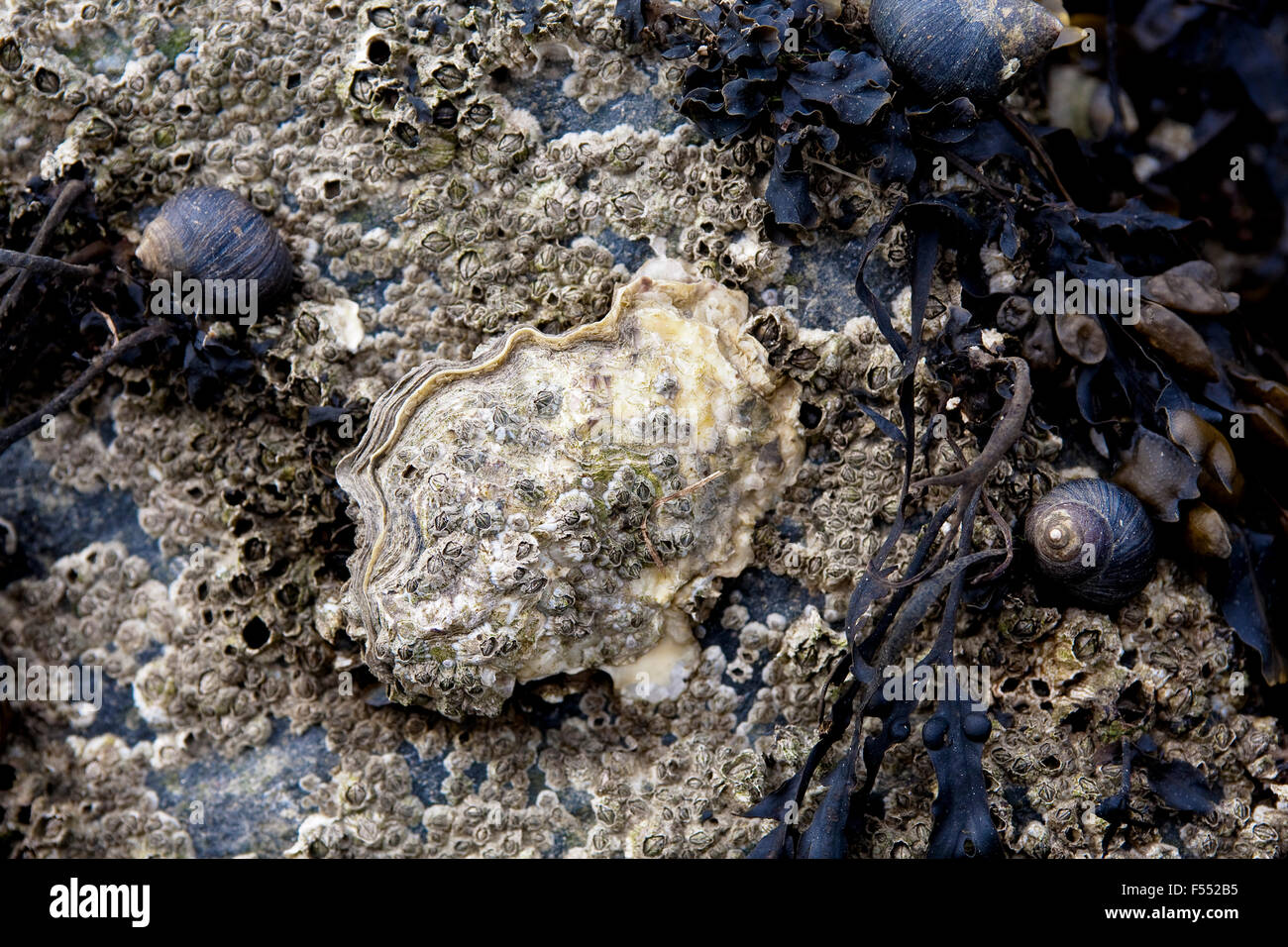 Oyster shell clams hi-res stock photography and images - Alamy