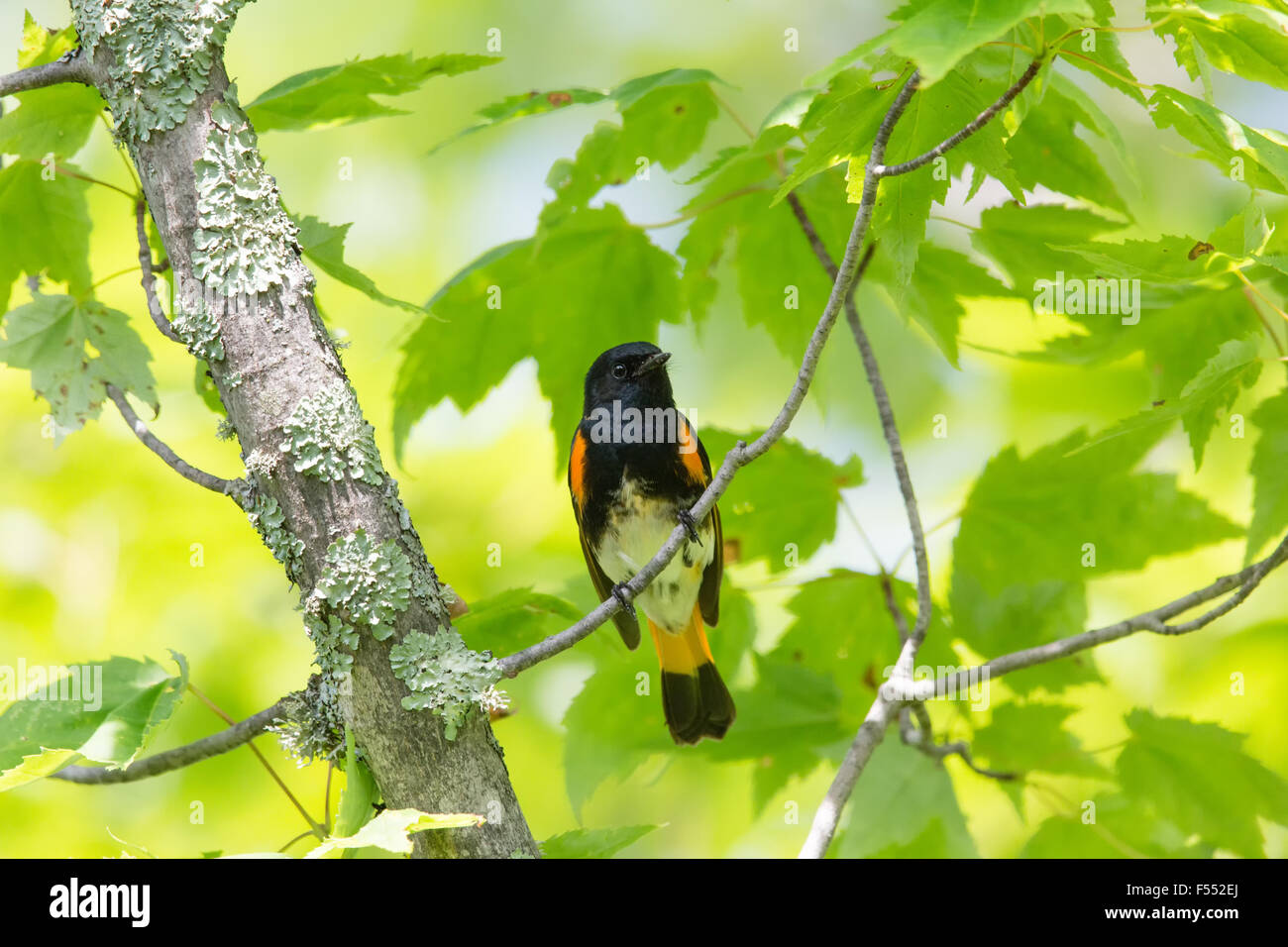 American redstart - male Stock Photo - Alamy