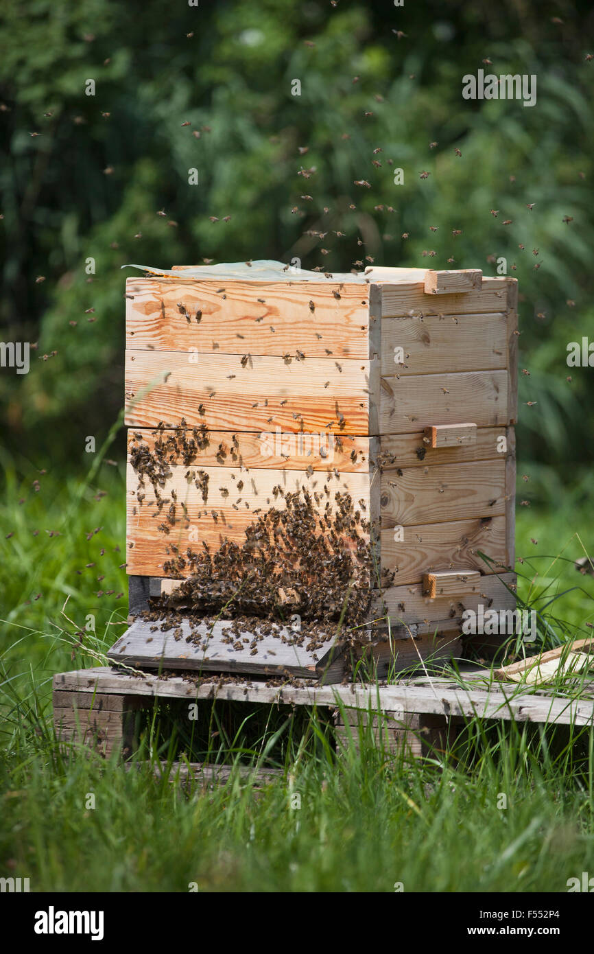 Bees on beehive at farm Stock Photo - Alamy