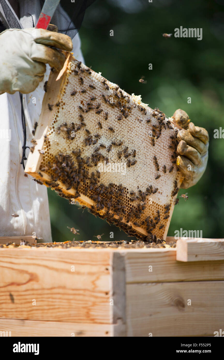 Midsection of beekeeper holding honeycomb at farm Stock Photo - Alamy