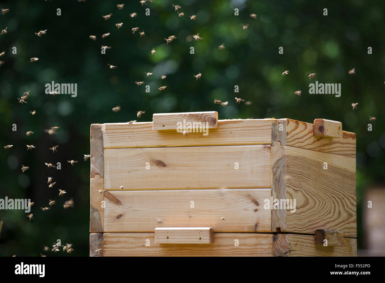 Bees flying around beehive at farm Stock Photo - Alamy