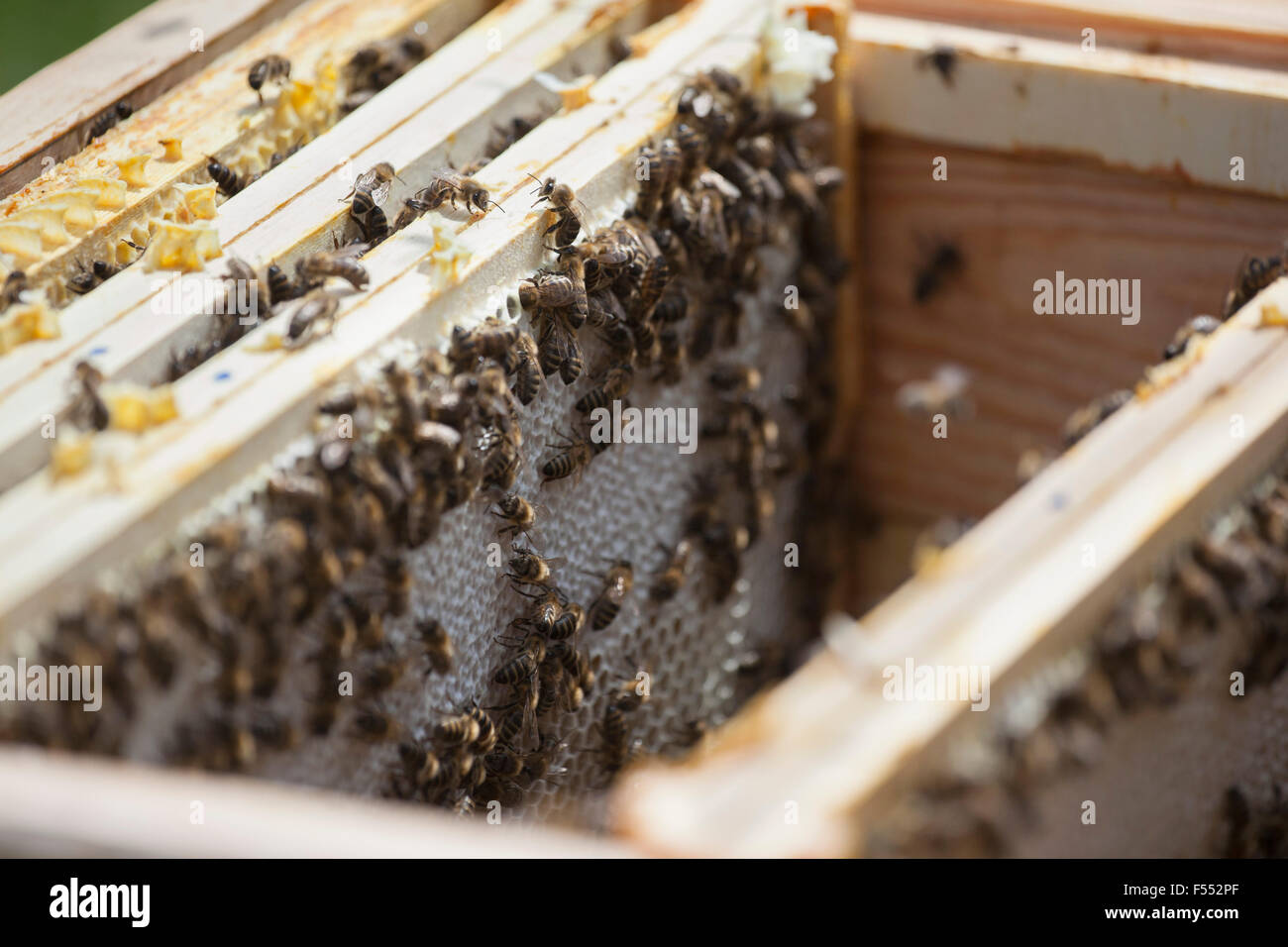 Bees on honeycombs at farm Stock Photo - Alamy
