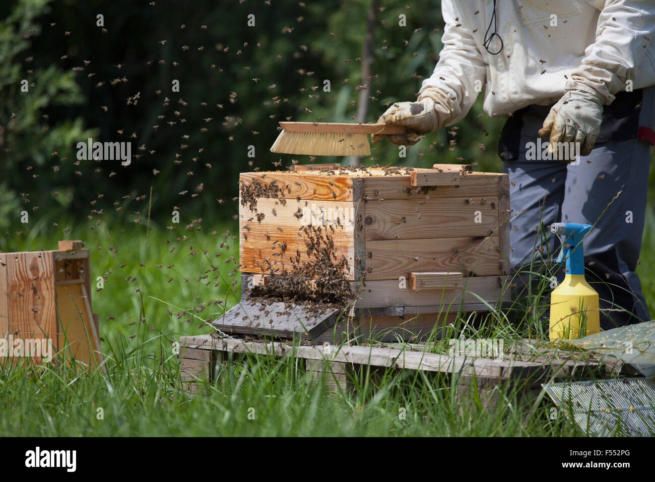 Midsection of beekeeper brushing bees from hive at farm Stock Photo - Alamy