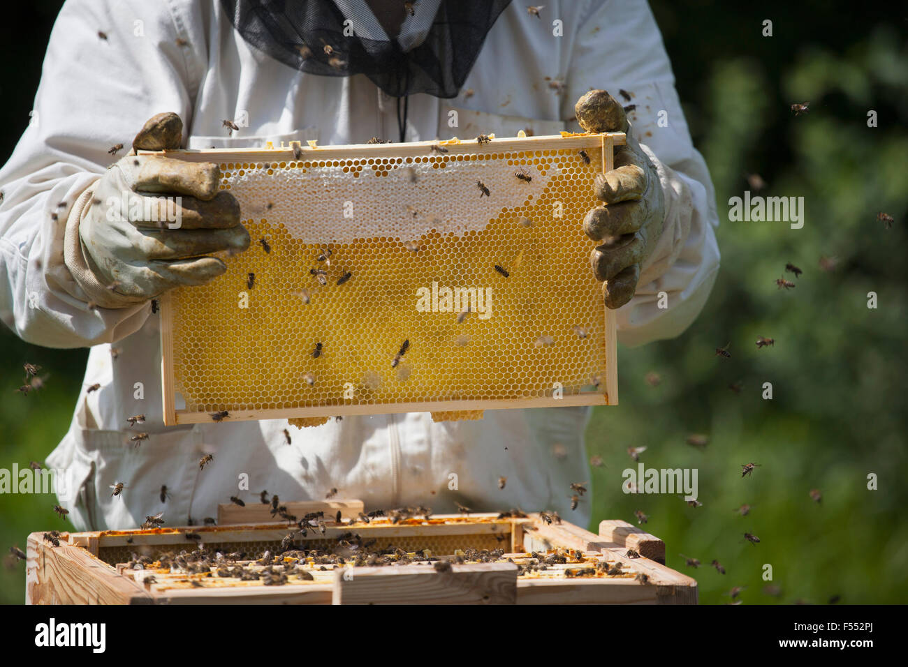 Midsection of beekeeper holding honeycomb at farm Stock Photo - Alamy