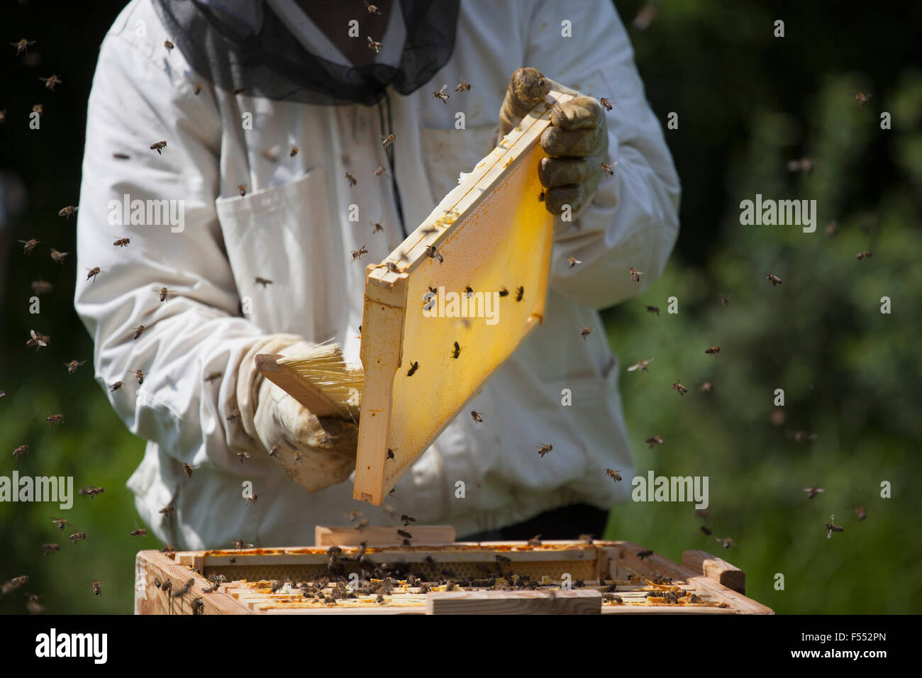 Midsection of beekeeper brushing bees from frame of hive at farm Stock ...