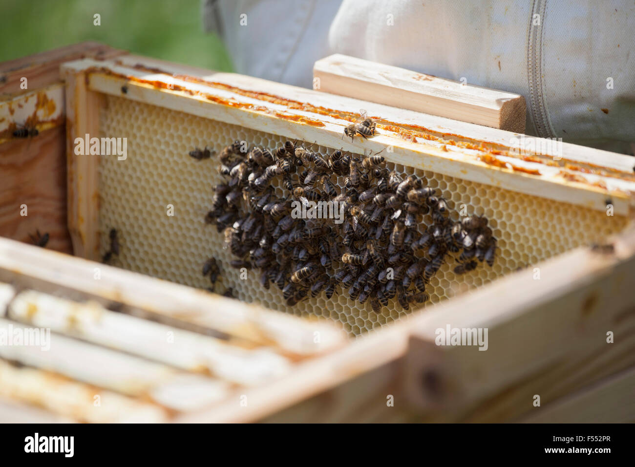 Bees on honeycomb at farm Stock Photo - Alamy