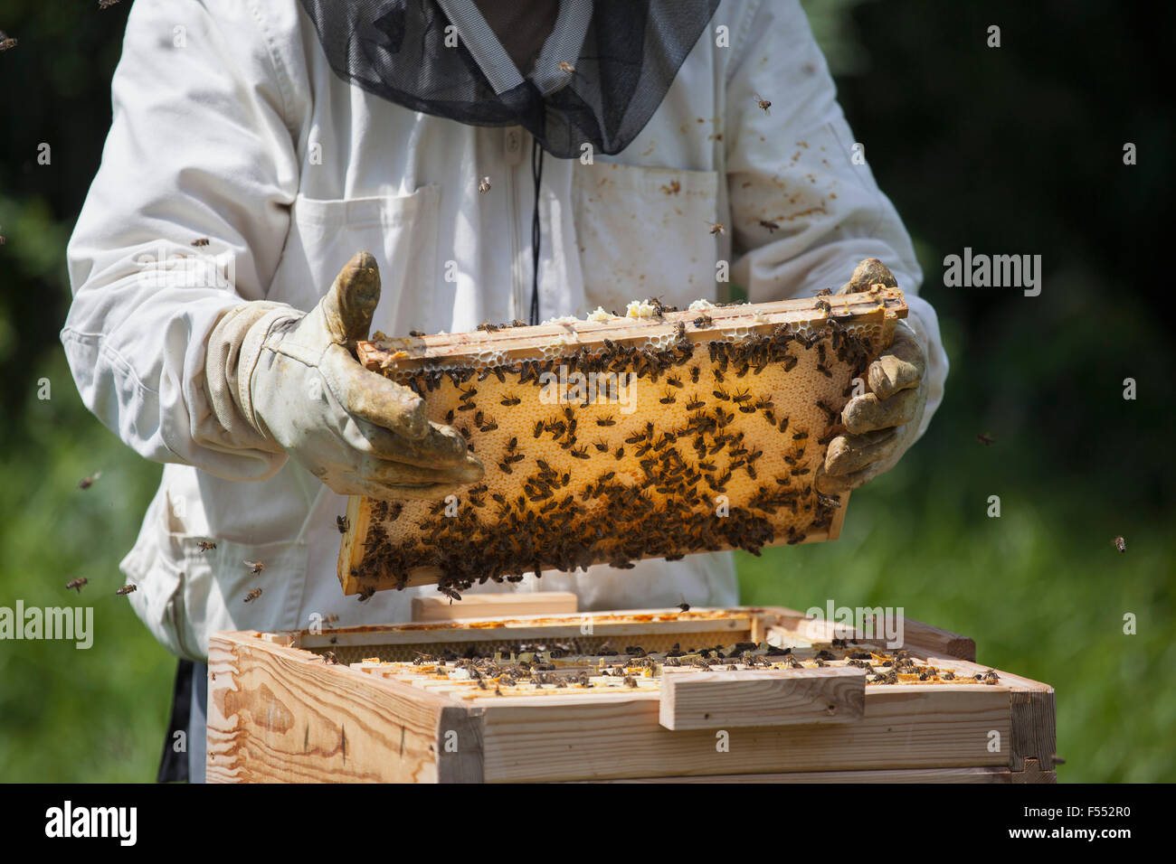 Beekeeper standing hi-res stock photography and images - Alamy