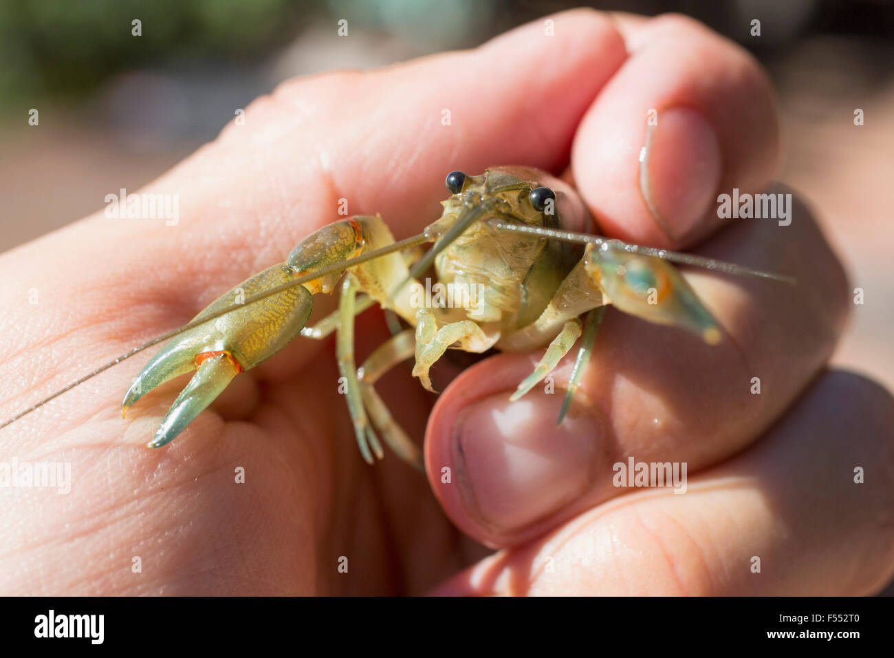 Yabby crayfish hi-res stock photography and images - Alamy