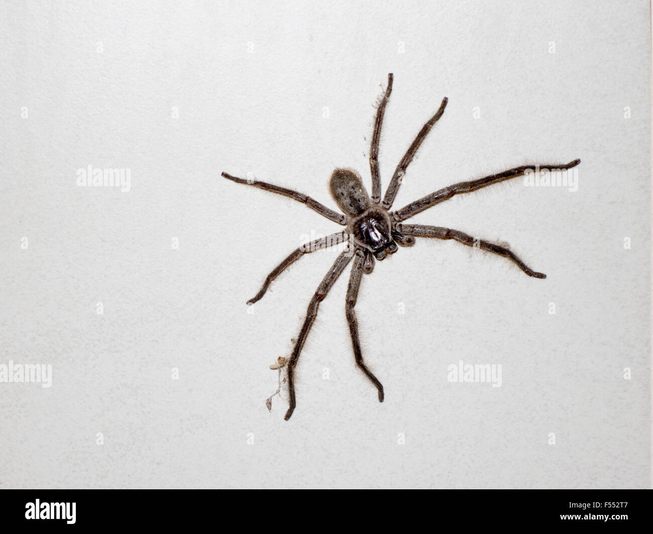 Huntsman spider hi-res stock photography and images - Alamy