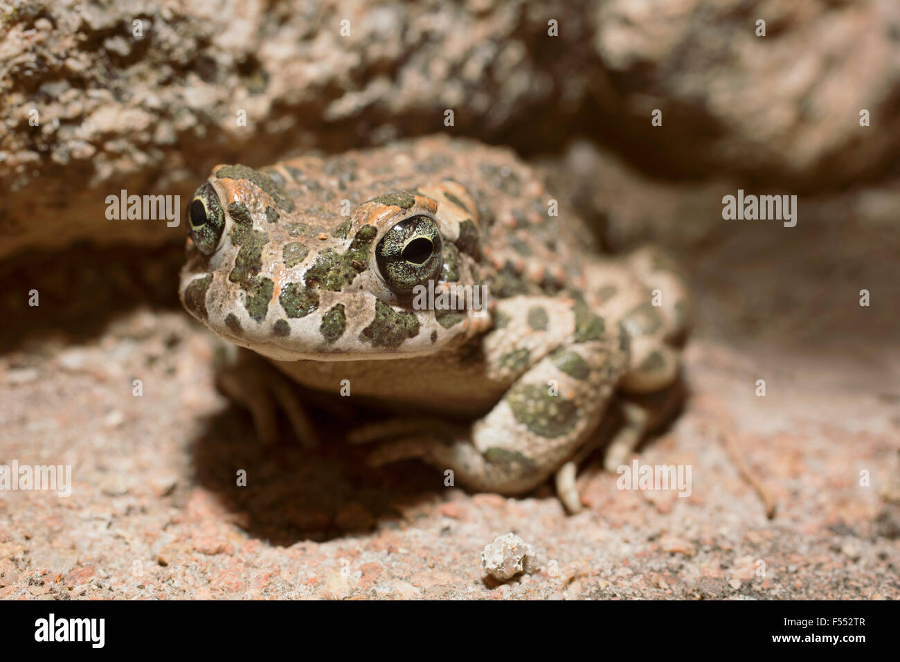 Close-up portrait of frog on rock Stock Photo - Alamy