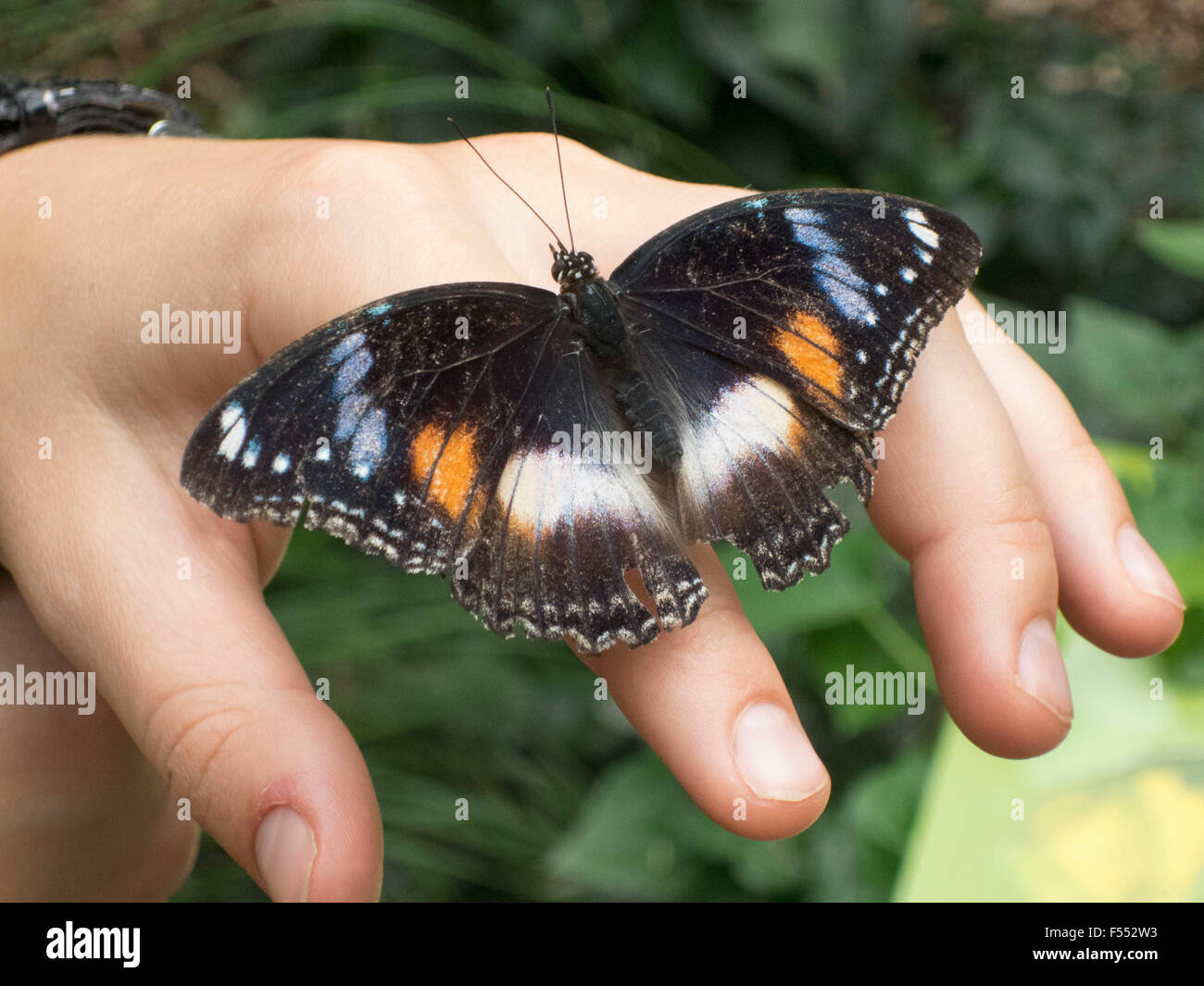 Close-up of butterfly on hand Stock Photo - Alamy