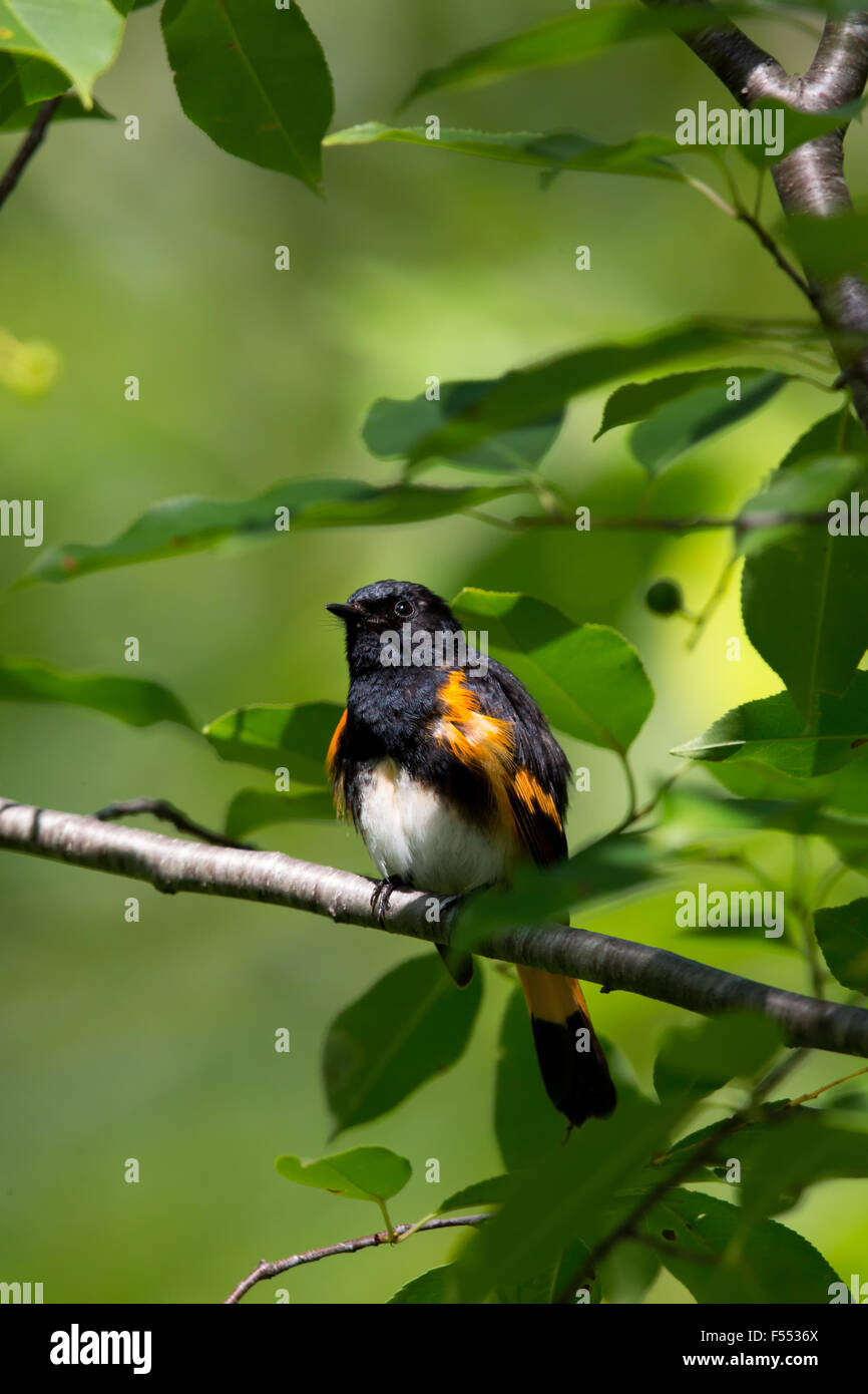 American redstart - male Stock Photo - Alamy