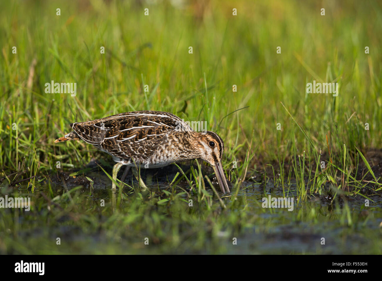 Eat Snipe High Resolution Stock Photography and Images - Alamy