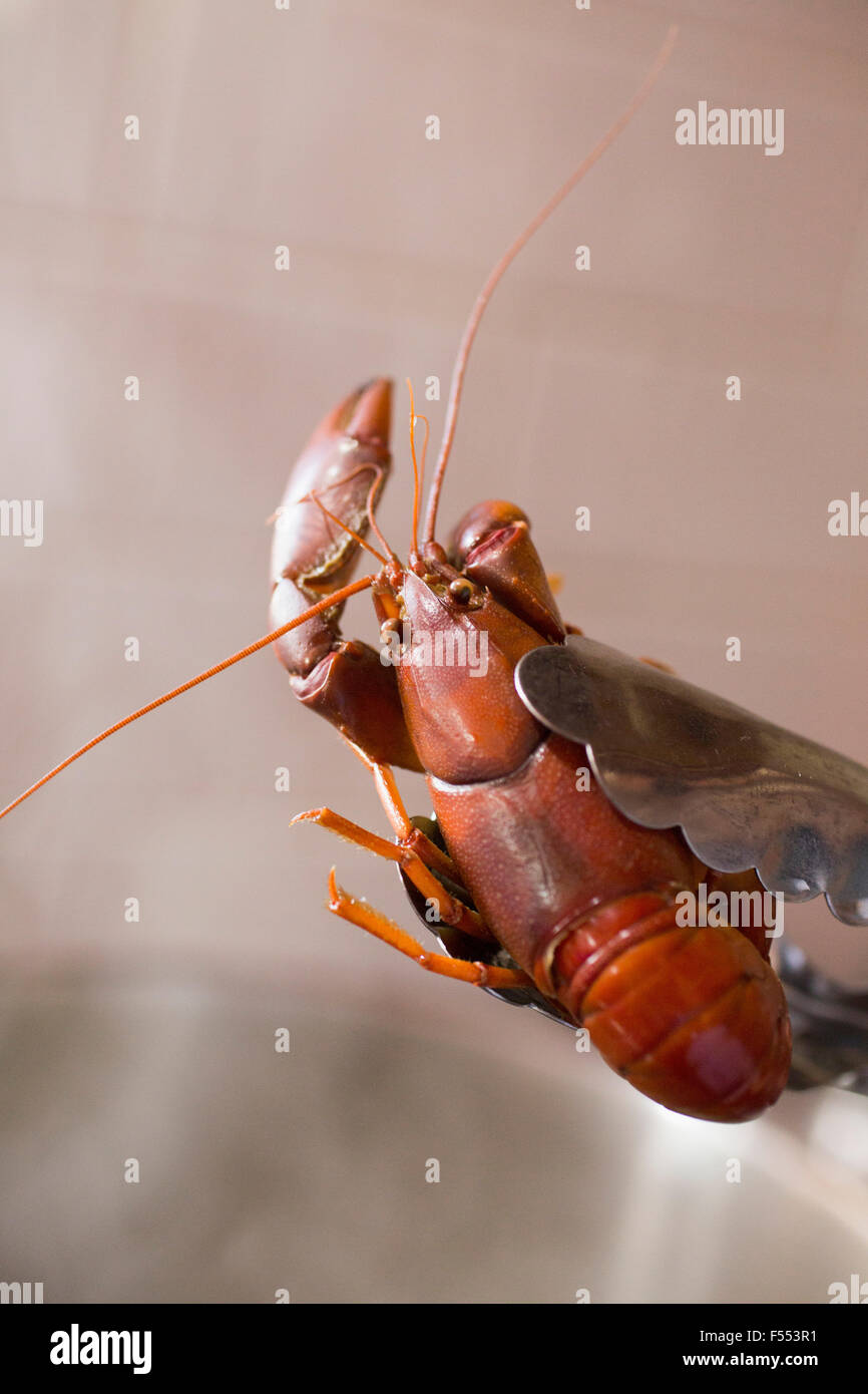 Yabby hi-res stock photography and images - Alamy
