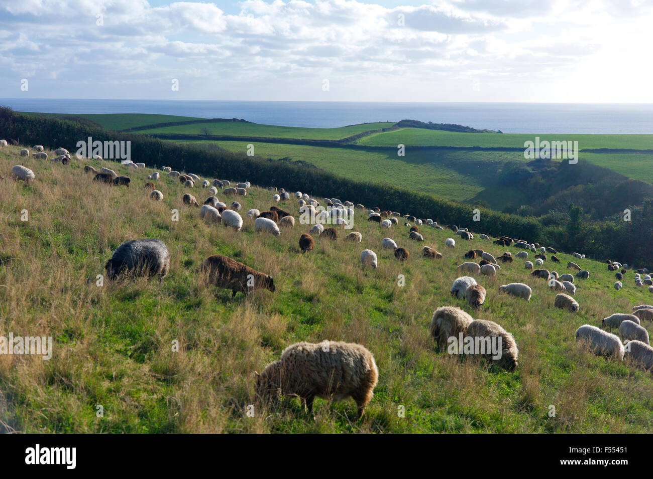 Sheep grazing at East Portlemouth, South Devon, UK Stock Photo - Alamy