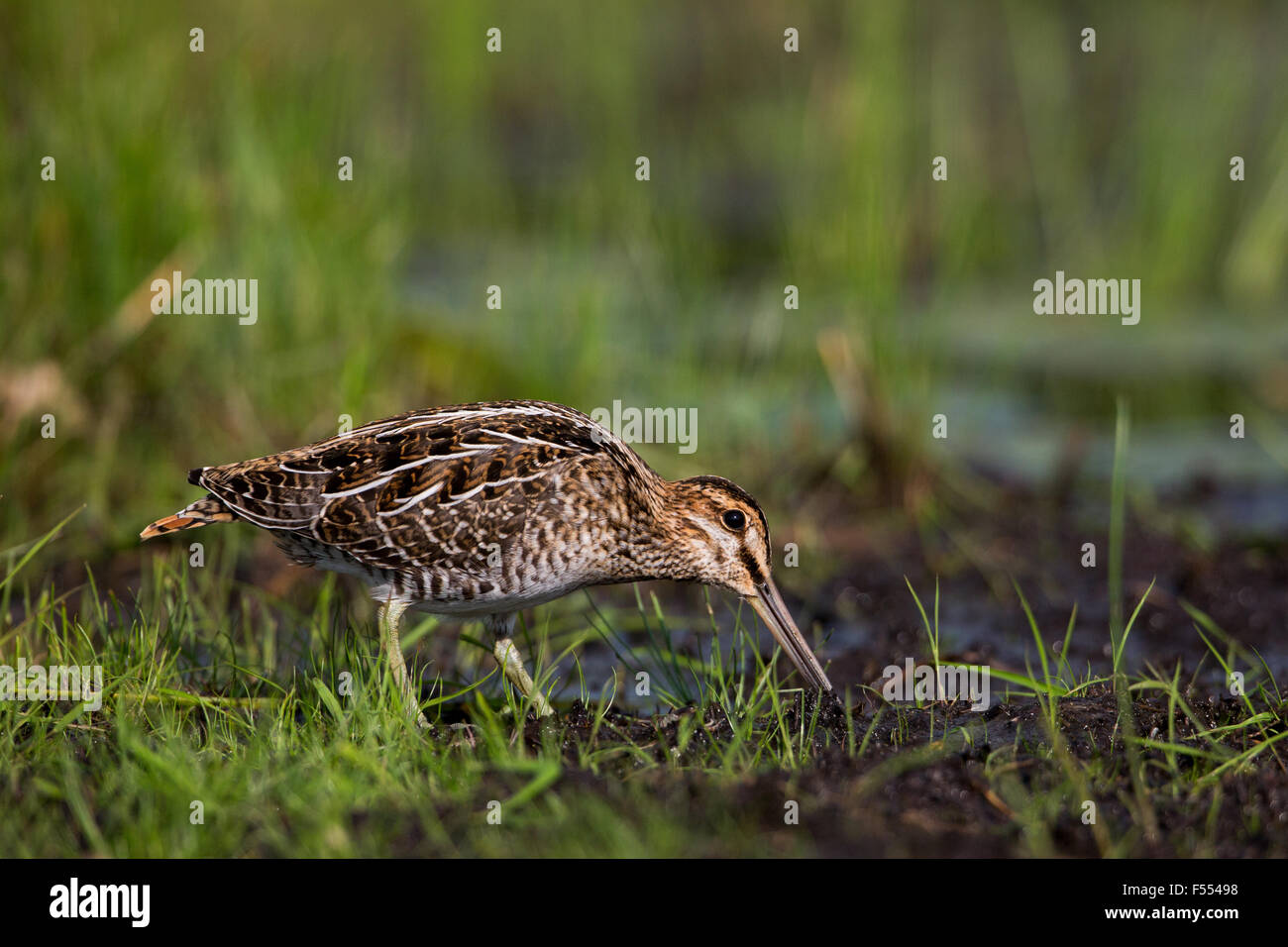 Eat Snipe High Resolution Stock Photography and Images - Alamy